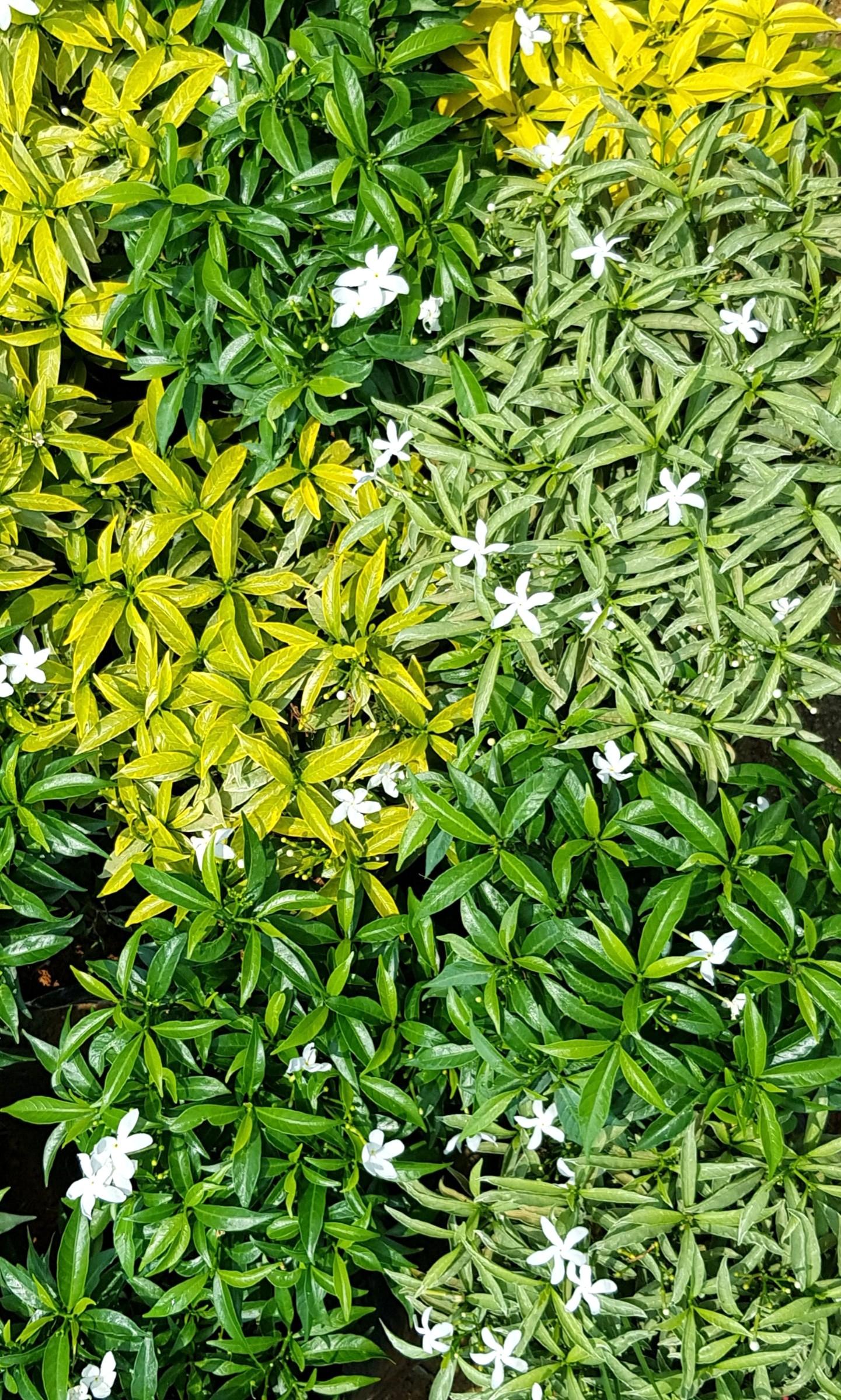 Flowering Plant - Ervatamia / Tabernaemontana Divaricata / East Indian ...