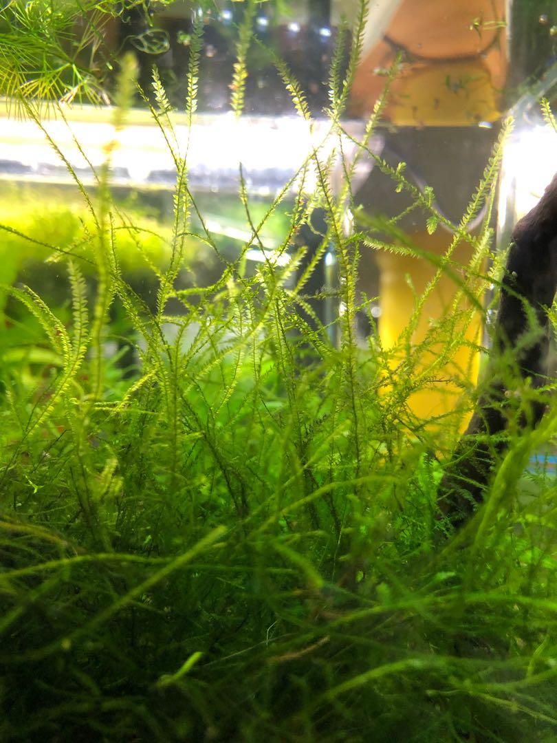 Java moss (aquatic plant), Furniture & Home Living, Gardening, Plants ...