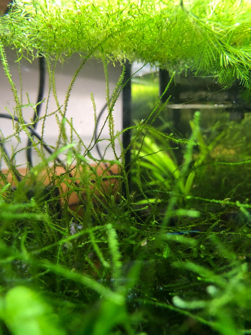 Java moss (aquatic plant), Furniture & Home Living, Gardening, Plants ...