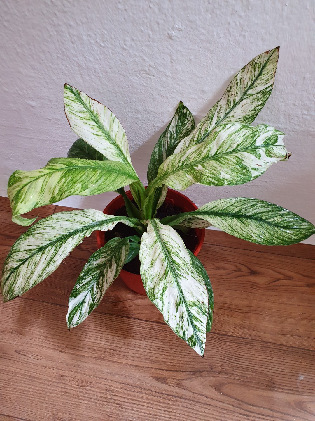 Variegated Peace Lily 'Jessica' RARE, Furniture & Home Living ...