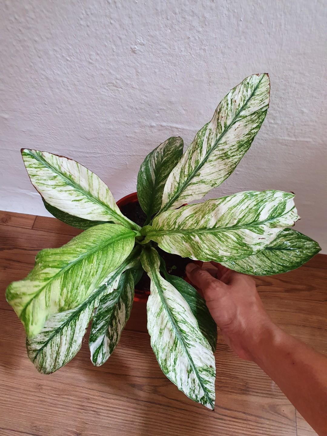 Variegated Peace Lily 'Jessica' RARE, Furniture & Home Living ...