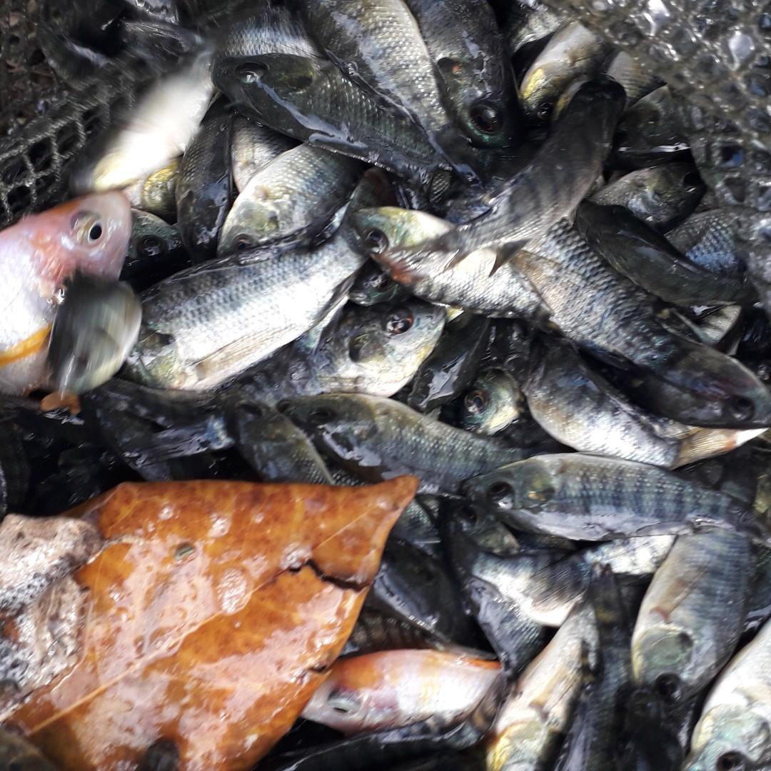 Fingerlings for your pond aquaponics or even food for your pet fish ...