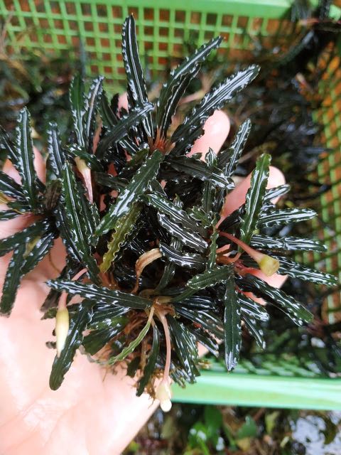 Bucephalandra Crocodile/Belindae, Furniture & Home Living, Gardening ...