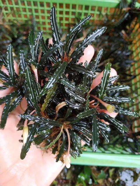 Bucephalandra Crocodile/Belindae, Furniture & Home Living, Gardening ...