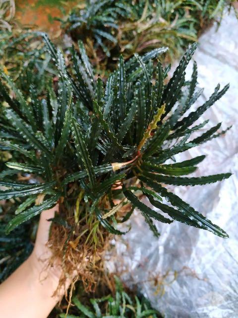 Bucephalandra Crocodile/Belindae, Furniture & Home Living, Gardening ...