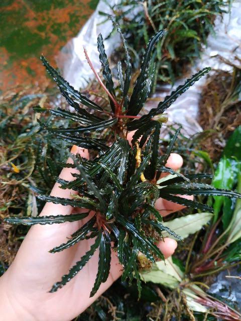 Bucephalandra Crocodile/Belindae, Furniture & Home Living, Gardening ...