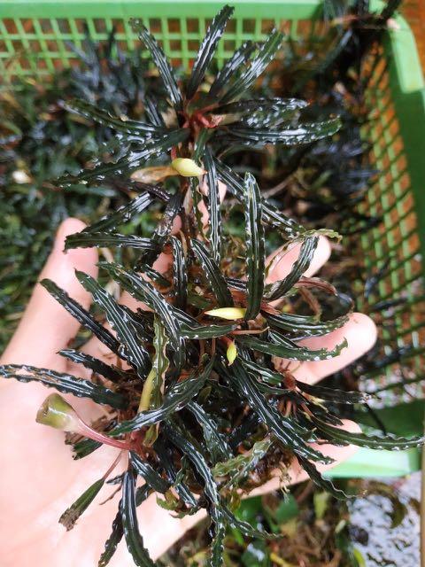 Bucephalandra Crocodile/Belindae, Furniture & Home Living, Gardening ...