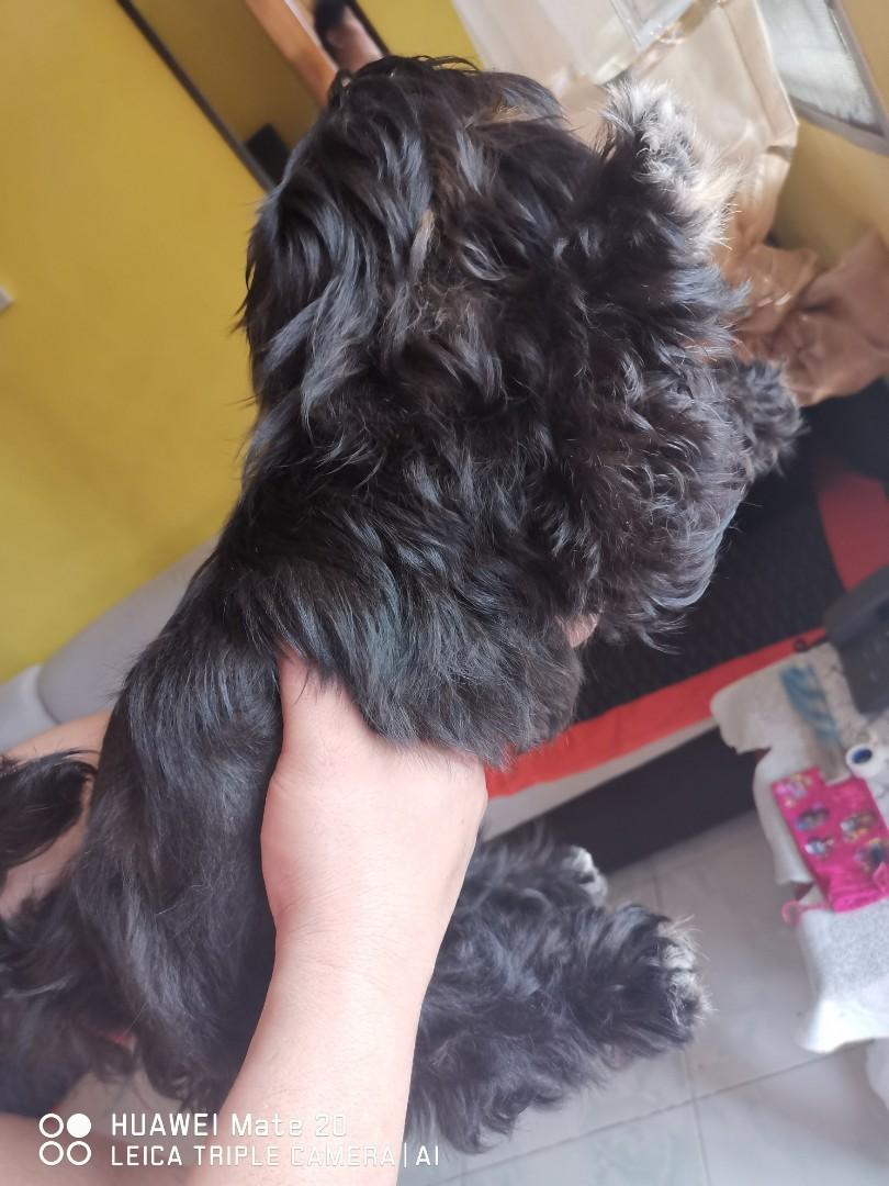 Shih tzu ( liverline), Pet Supplies, Homes & Other Pet Accessories on ...