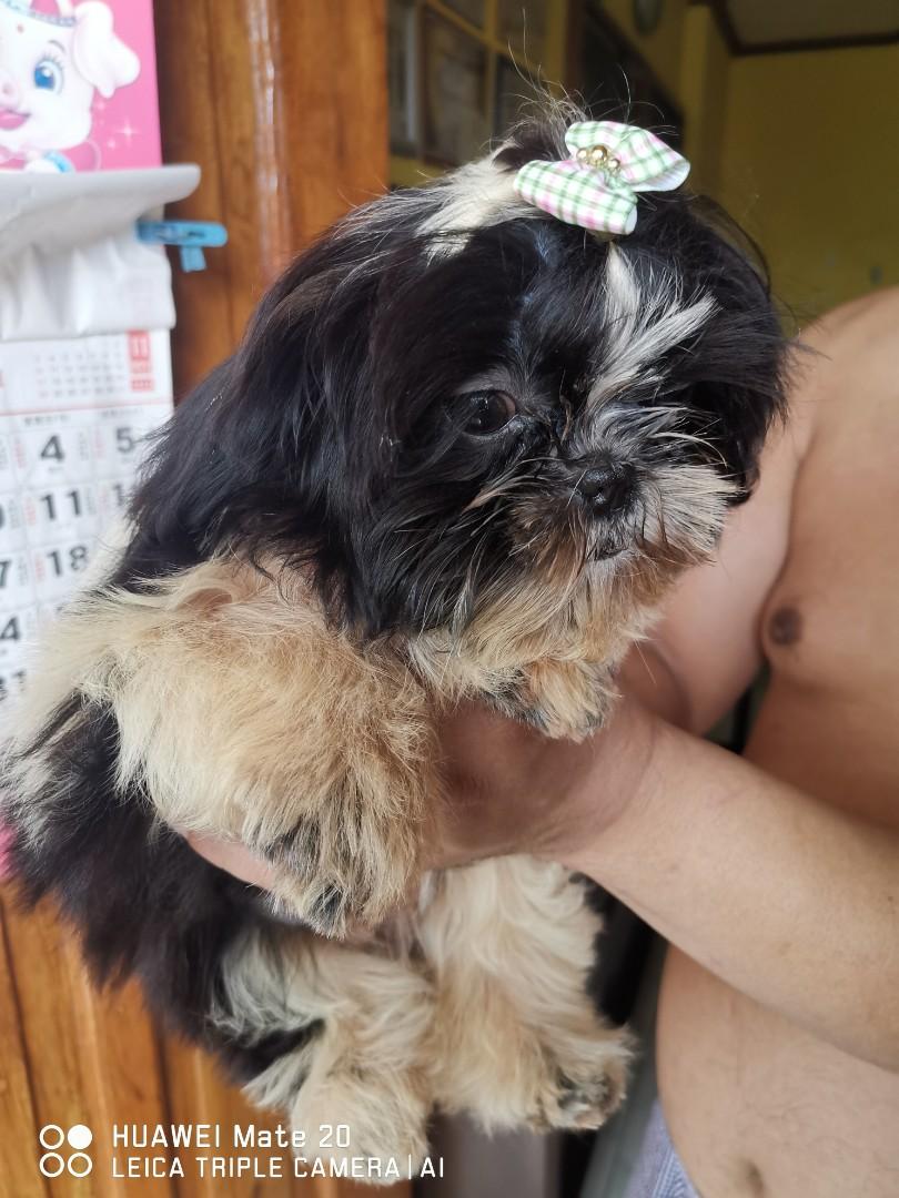 Shih tzu ( liverline), Pet Supplies, Homes & Other Pet Accessories on ...
