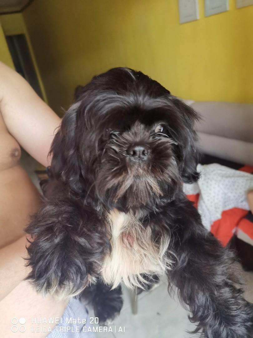 Shih tzu ( liverline), Pet Supplies, Homes & Other Pet Accessories on ...