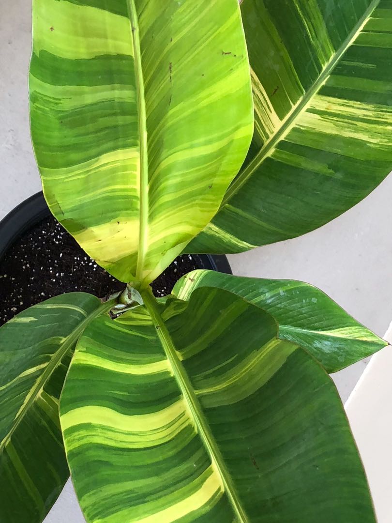 Musa Banana Variegated Yellow, Furniture & Home Living, Gardening ...