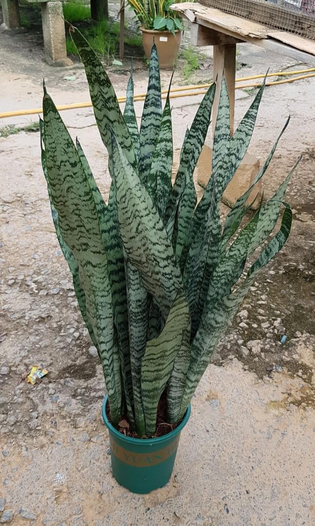 Plant - Sansevieria viper's bowstring hemp (3-3.5ft), Furniture & Home ...