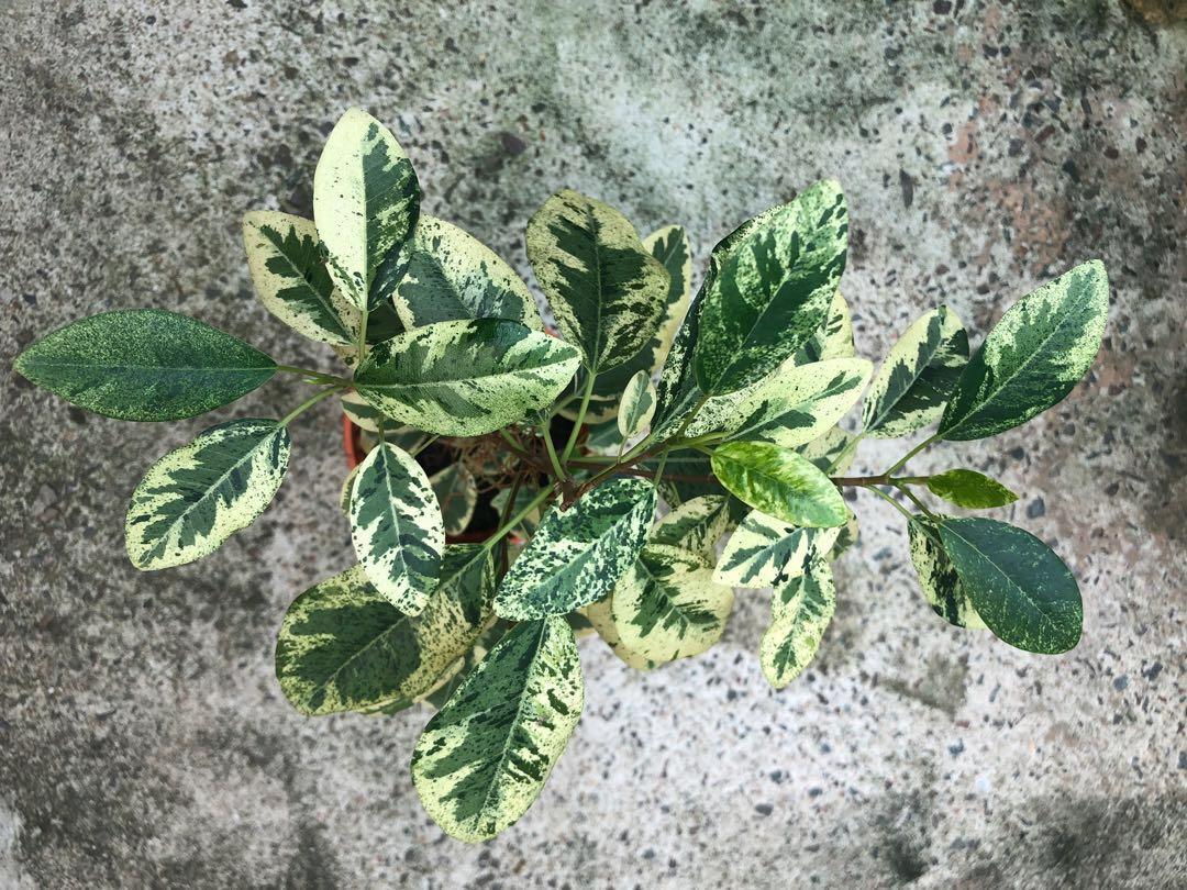 Rare Ficus Rubiginosa variegated (JPN）, Furniture & Home Living ...