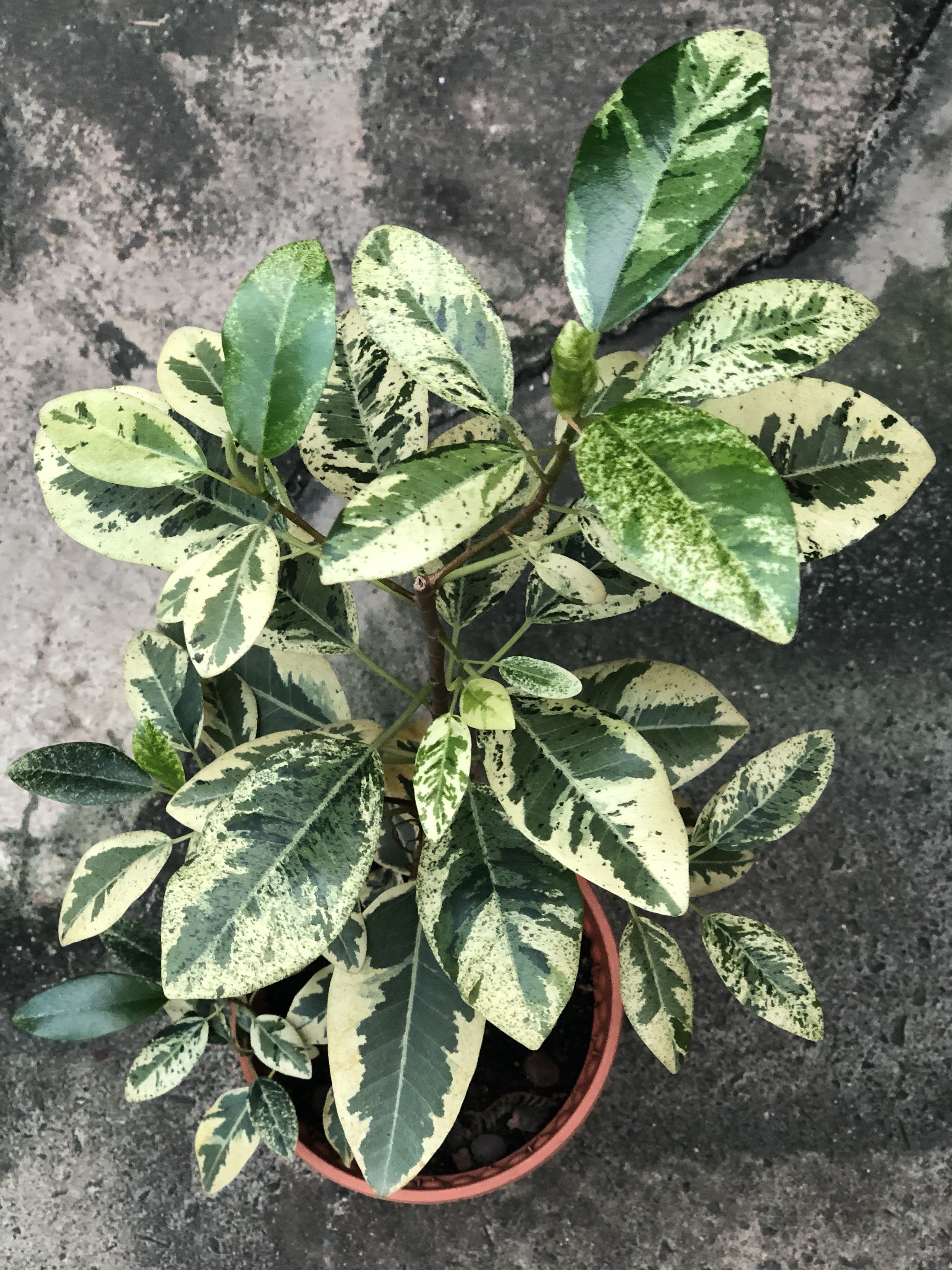 Rare Ficus Rubiginosa variegated (JPN）, Furniture & Home Living ...