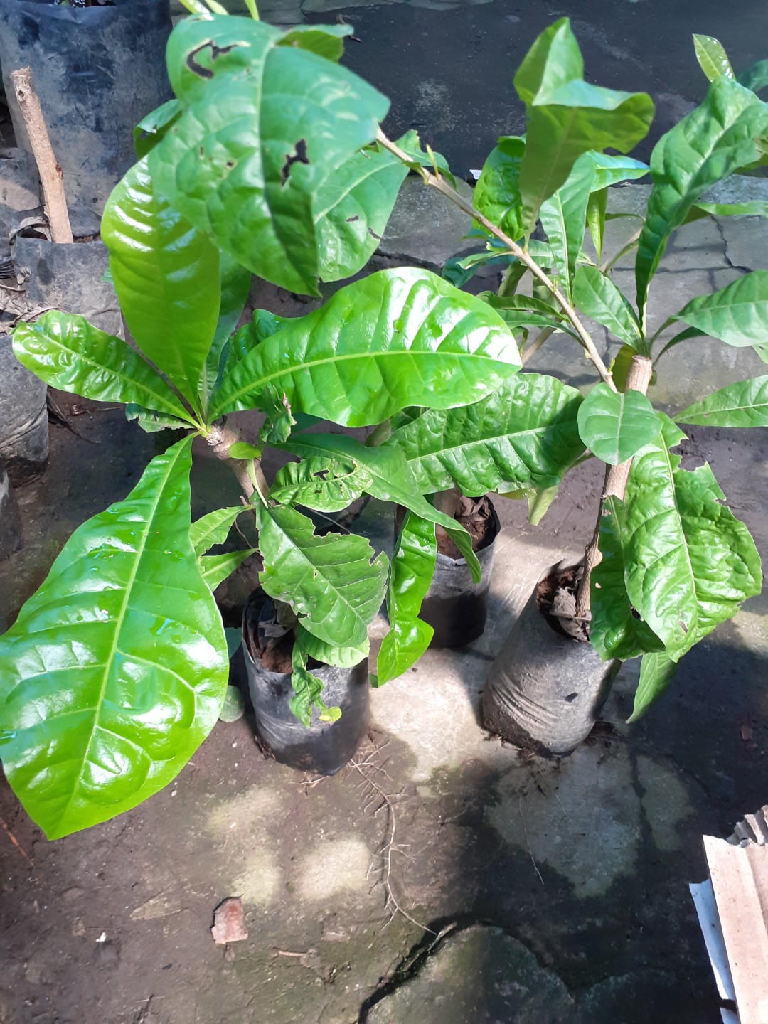 Calabash Tree (miracle fruit), Furniture & Home Living, Gardening ...