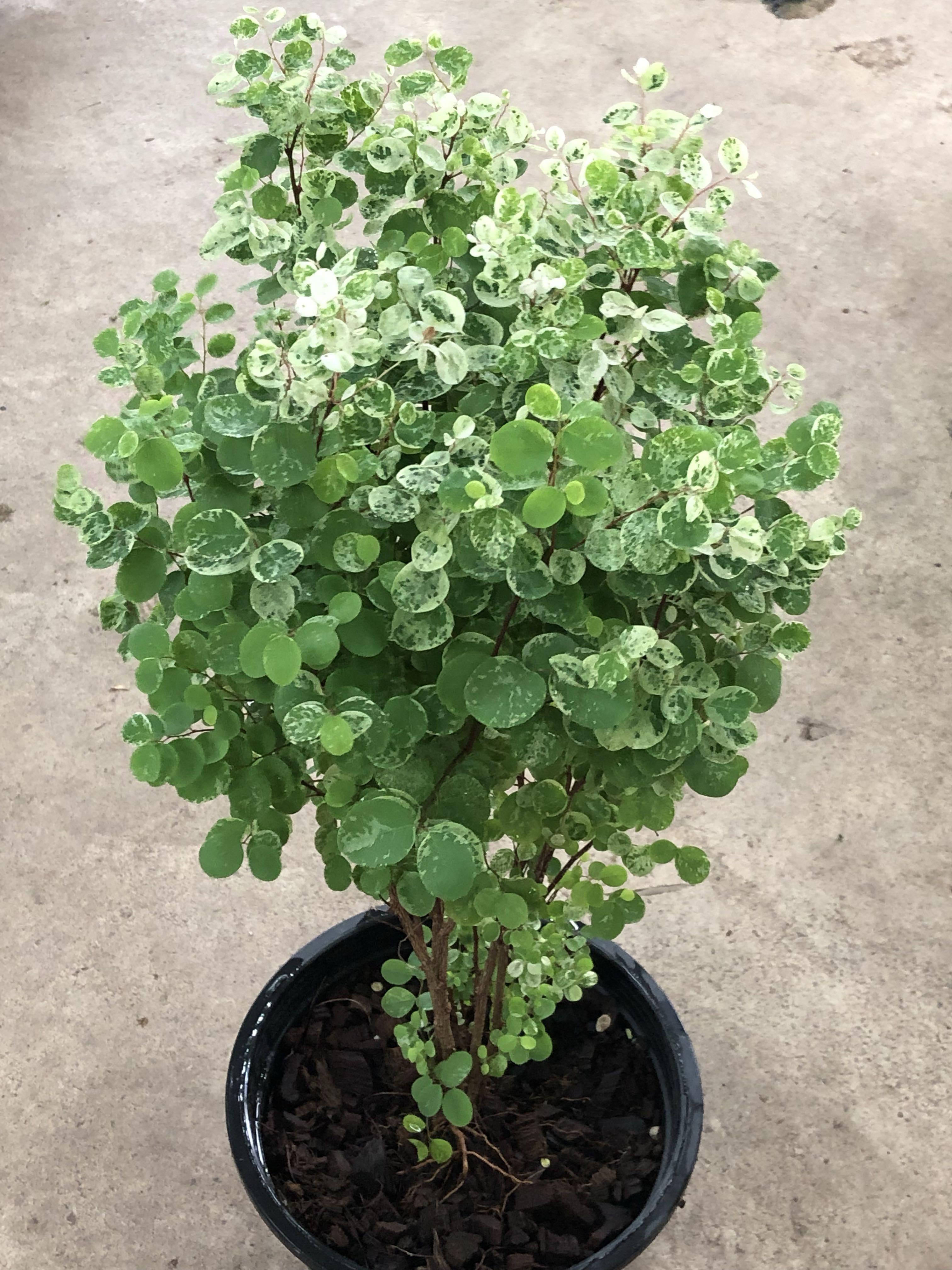 Rare Beautiful Breynia Nivosa (snow bush plant), Furniture & Home ...