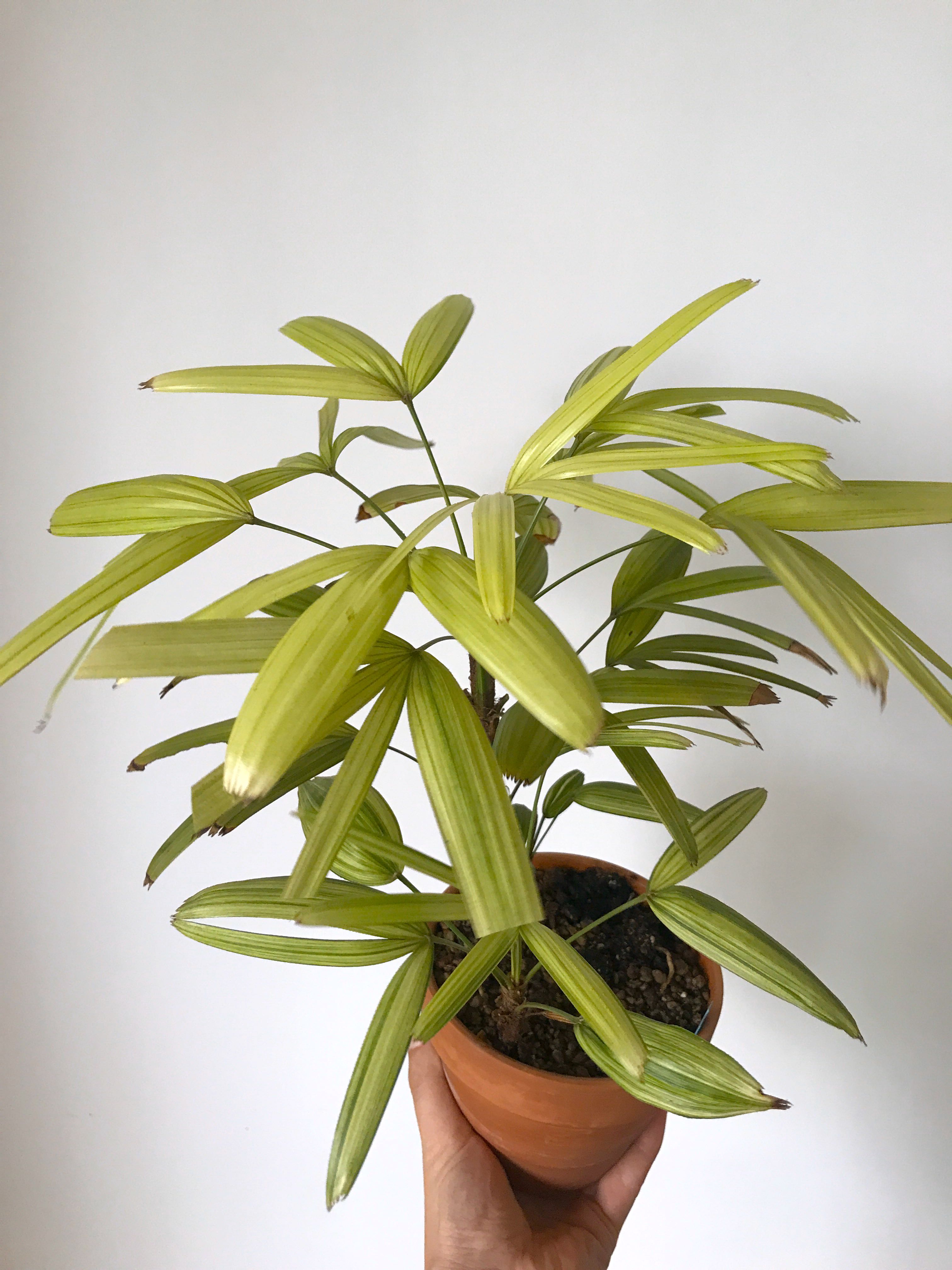 Rhapis zuikonishiki variegated palm, Furniture & Home Living, Gardening ...