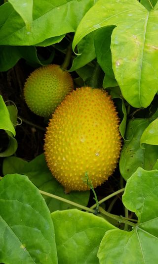 Gac fruit For Sale | Plants & Seeds | Carousell Singapore