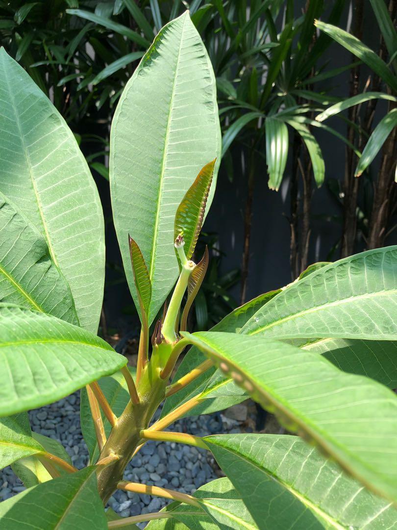 Frangipani tree ready for repotting, Furniture & Home Living, Gardening ...