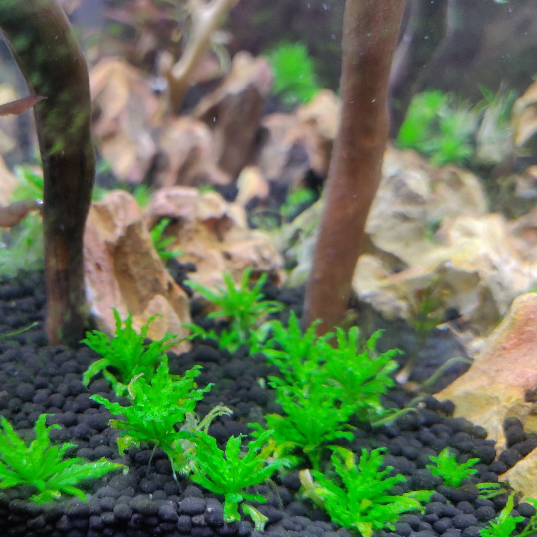 Downoi - Pogostemon Helferi, Furniture & Home Living, Gardening, Plants ...