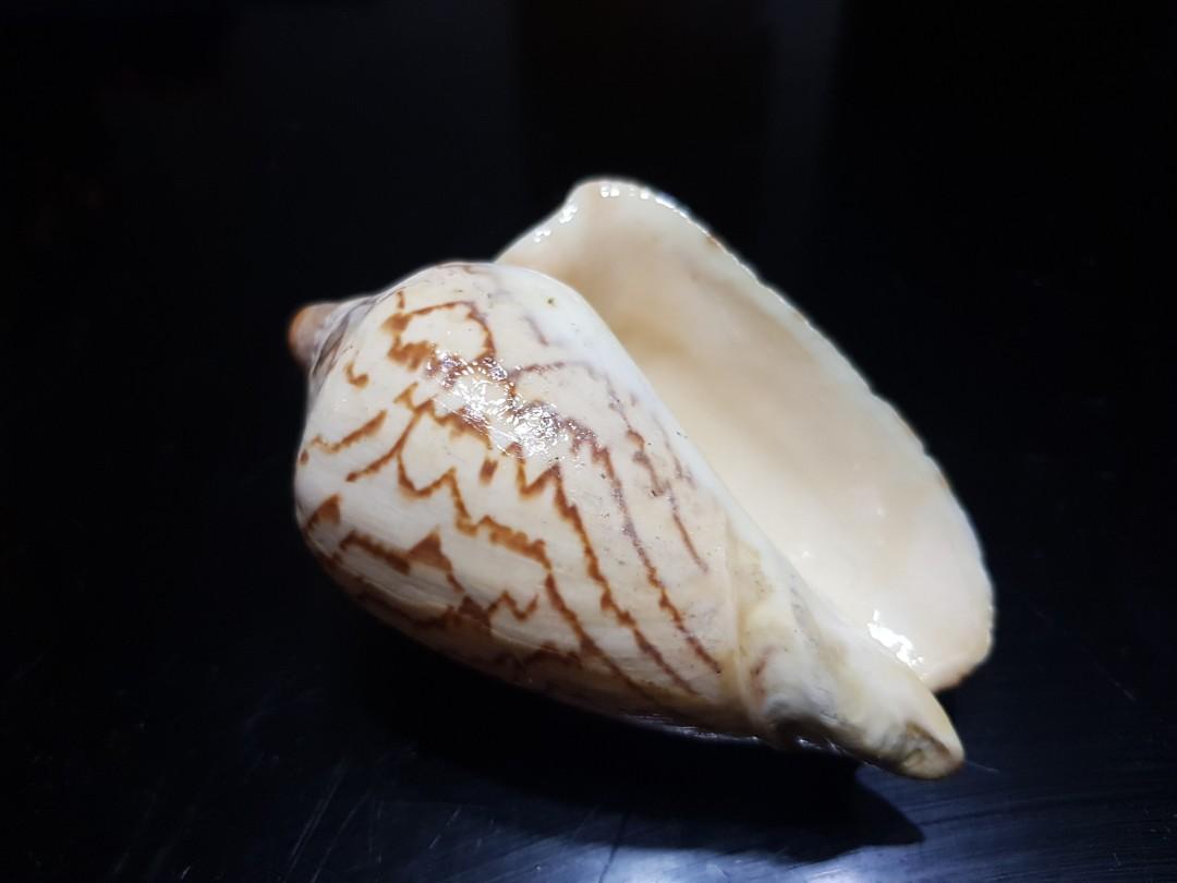 Rare Sea Shell. Collectible, Hobbies & Toys, Memorabilia & Collectibles ...