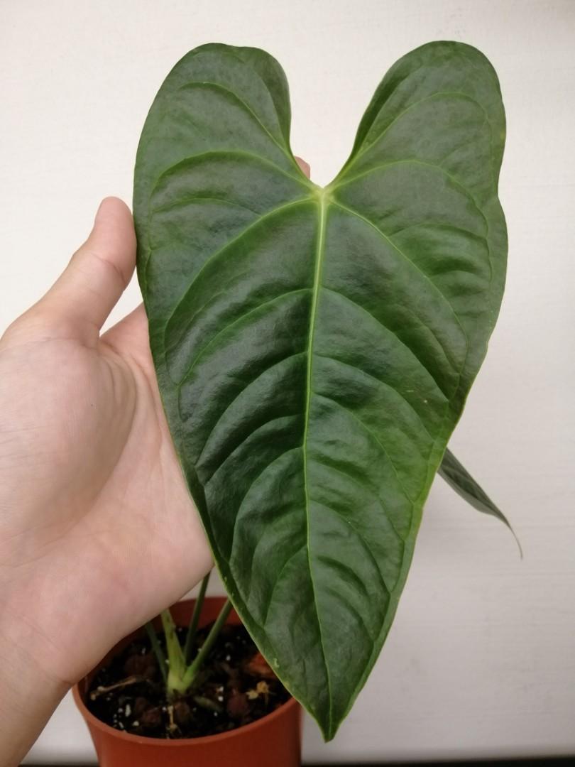 Rare Anthurium chamberlainii / moodeanum, Gardening, Plants on Carousell
