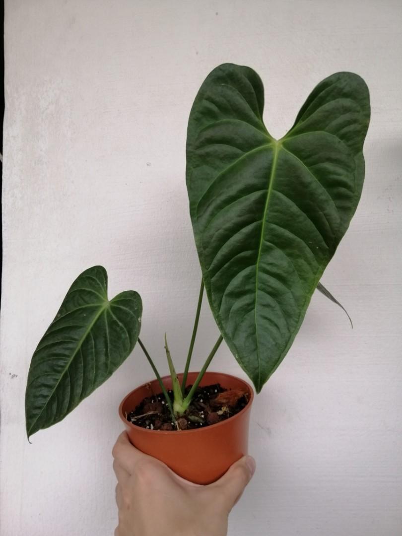 Rare Anthurium chamberlainii / moodeanum, Gardening, Plants on Carousell