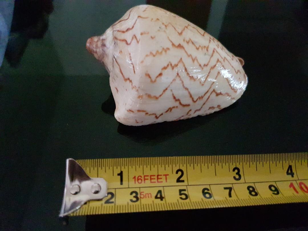 Rare Sea Shell. Collectible, Hobbies & Toys, Memorabilia & Collectibles ...