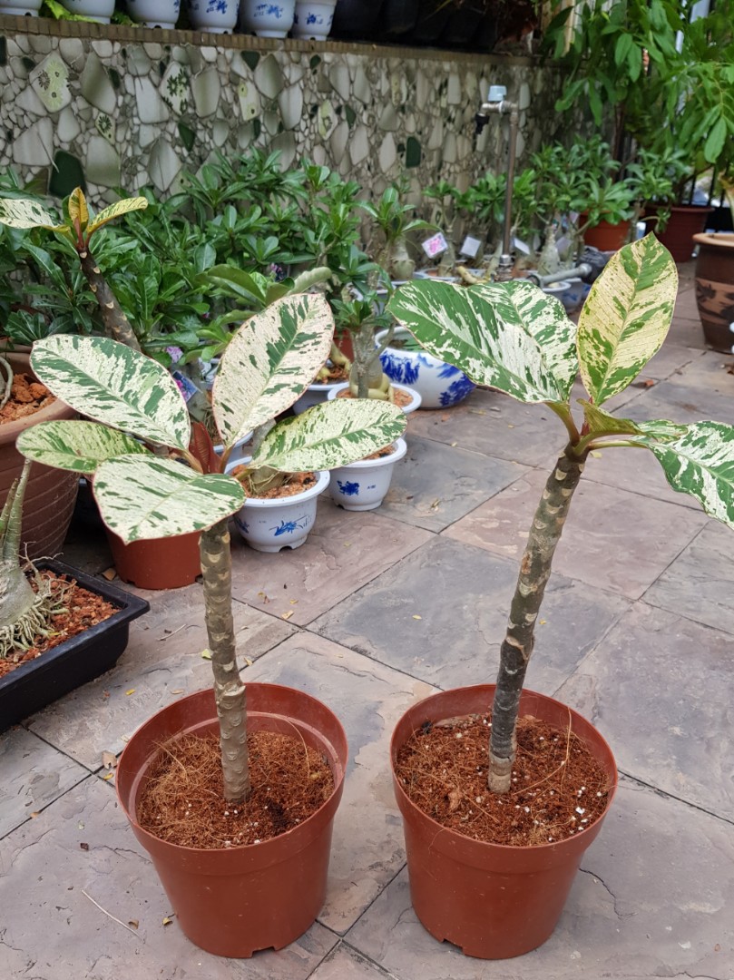Variegated Frangipani (Variegated Pulmeria Maya), Furniture & Home ...