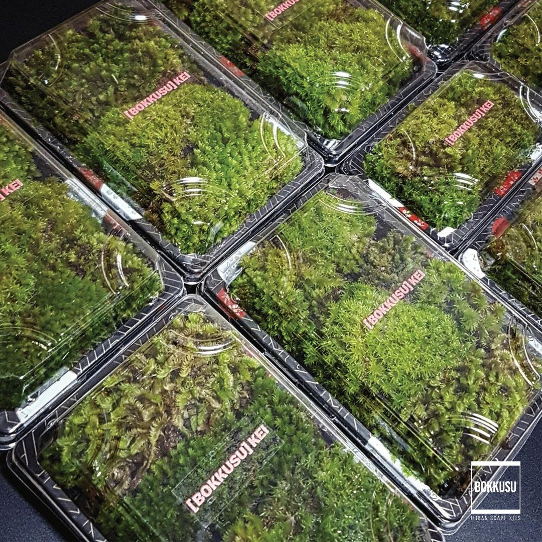 [Imported] RARE Moss Varieties for Terrarium / Vivarium / Paludarium ...