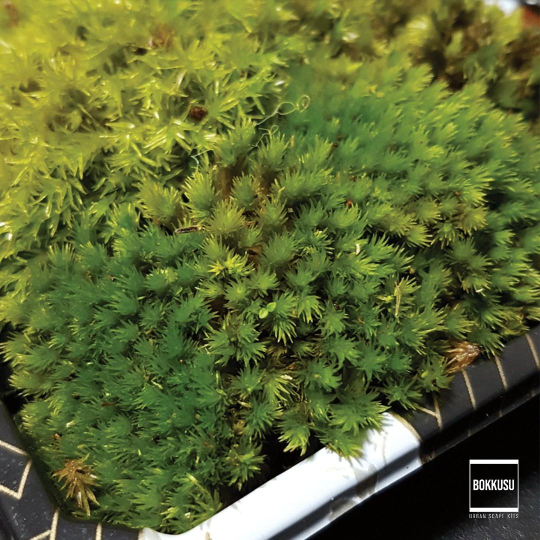 [Imported] RARE Moss Varieties for Terrarium / Vivarium / Paludarium ...