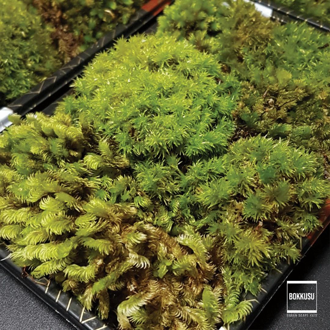 [Imported] RARE Moss Varieties for Terrarium / Vivarium / Paludarium ...