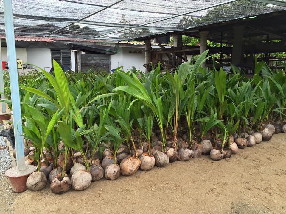 SC90 KELAPA TACUNAN filipina Cocos nucifera Coconut pokok rendah ...