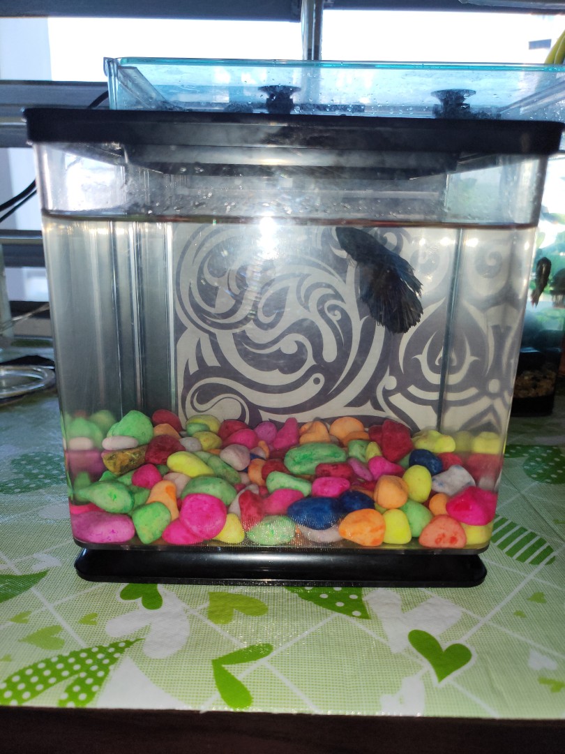 Fish Tank Set ( EZ CARE SELF CLEANING BETTA TANK) WITH THE BETTA FISH ...