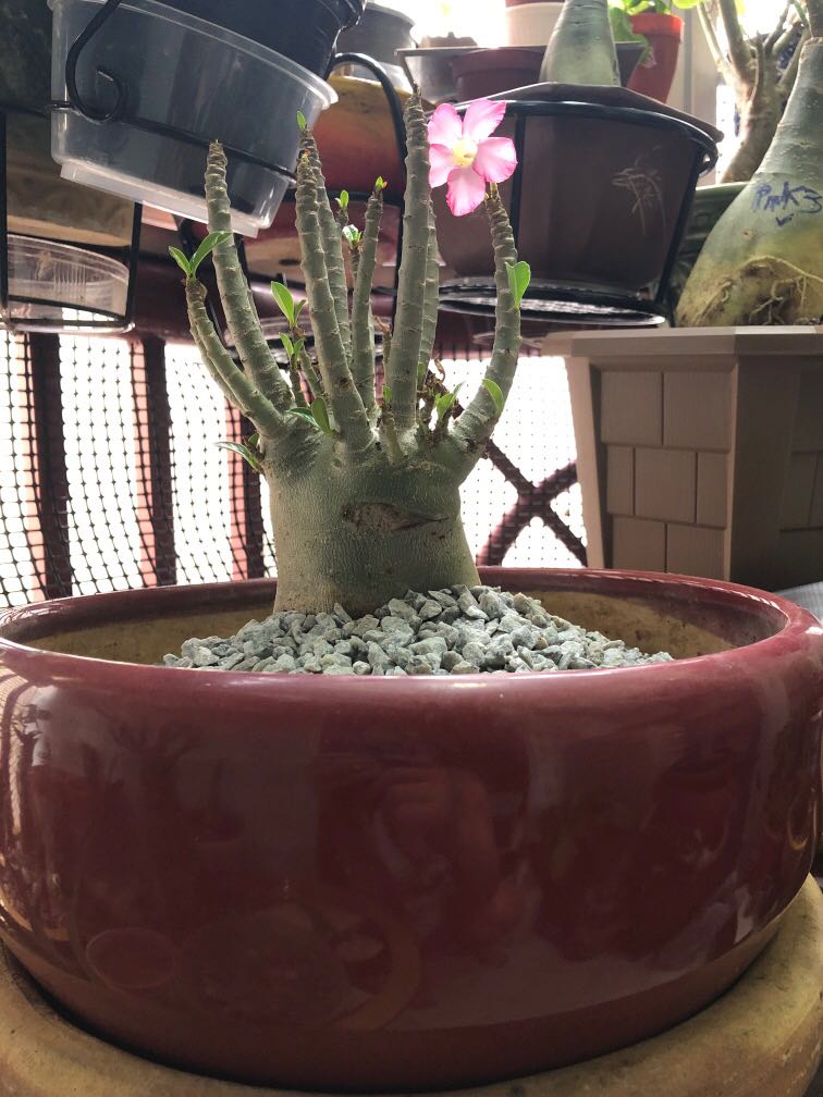 Large adenium Socotranum , Furniture & Home Living, Gardening, Plants ...