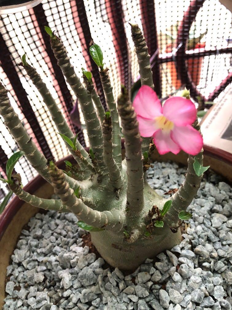 Large adenium Socotranum , Furniture & Home Living, Gardening, Plants ...