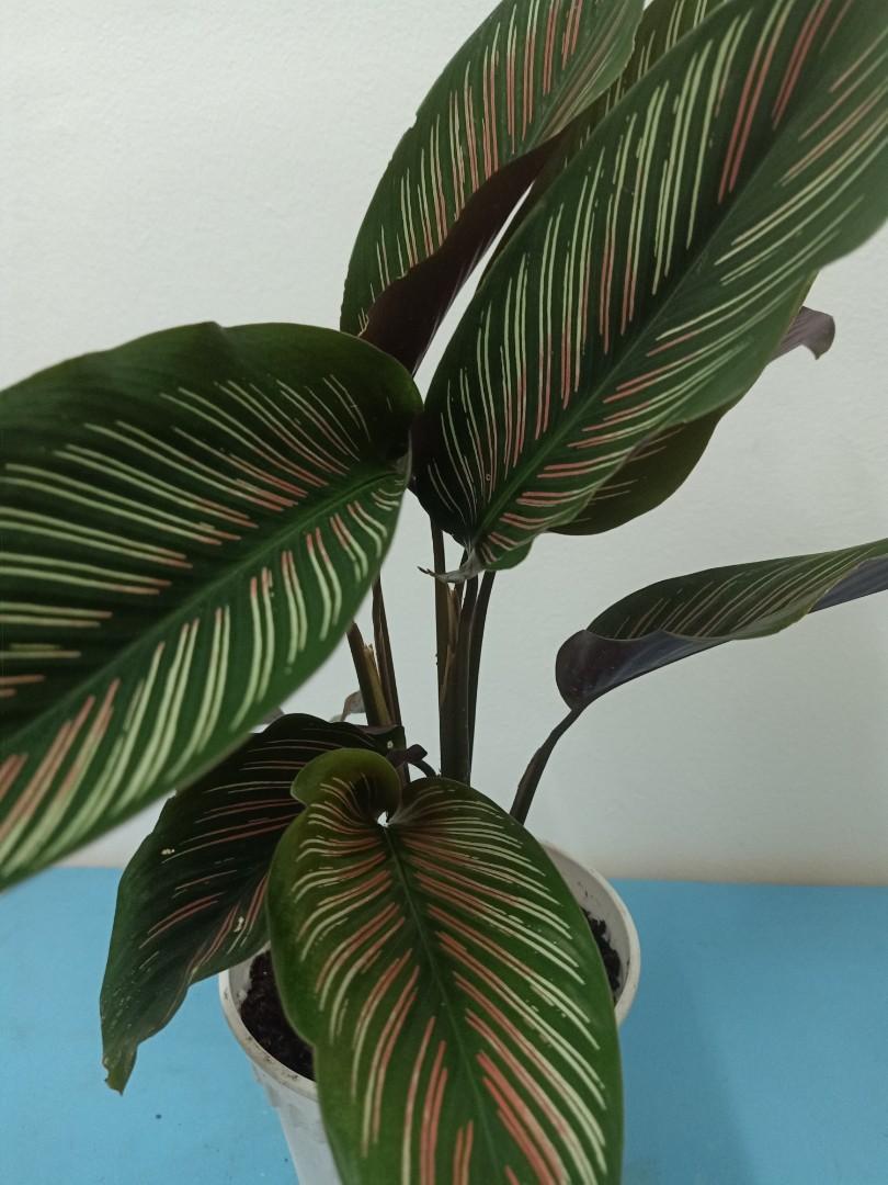 Calathea Ornata Pinstripe, Pokok Calathea, House Plant, Furniture ...