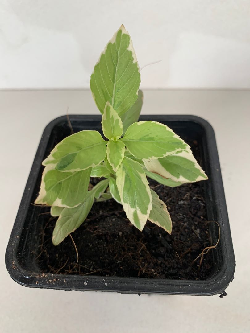 Pesto perpetuo/ variegated basil, Furniture & Home Living, Gardening ...