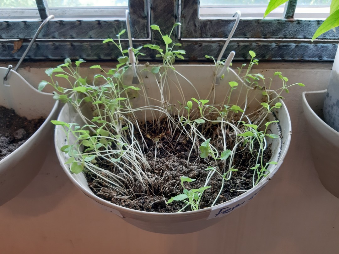 Lightweight semi-circle plant pot save space by hooking on window grill ...