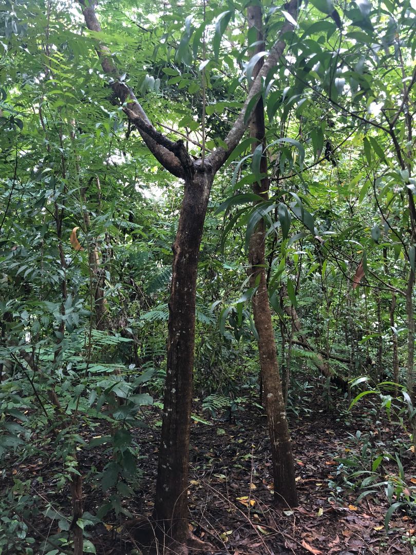 Narra tree, Furniture & Home Living, Gardening, Plants & Seeds on Carousell