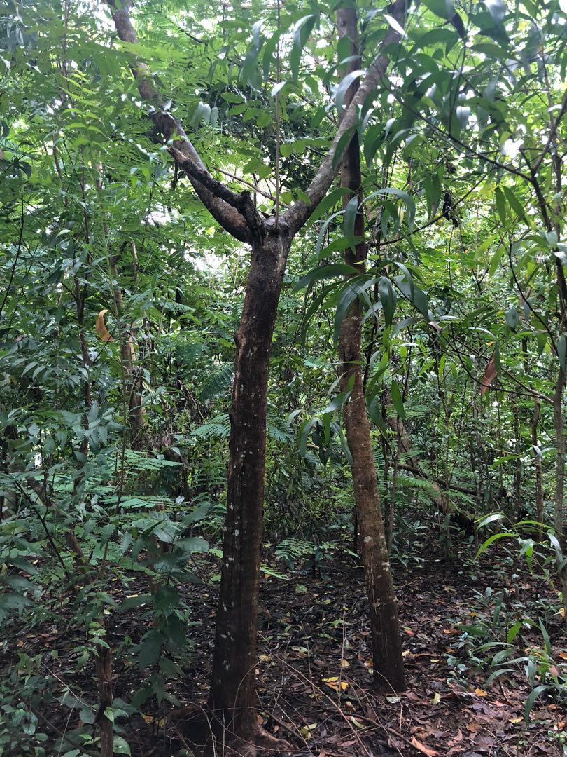 Narra tree, Furniture & Home Living, Gardening, Plants & Seeds on Carousell