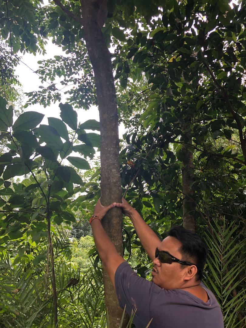 Narra tree, Furniture & Home Living, Gardening, Plants & Seeds on Carousell