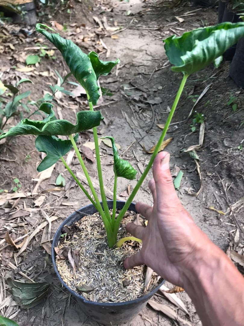 Alocasia triangularis (ndari), Furniture & Home Living, Gardening ...