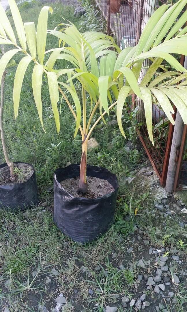 Golden becha, Furniture & Home Living, Gardening, Plants & Seeds on ...