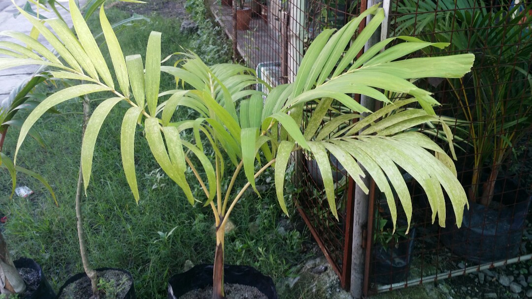 Golden becha, Furniture & Home Living, Gardening, Plants & Seeds on ...