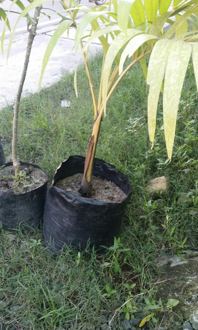 Golden becha, Furniture & Home Living, Gardening, Plants & Seeds on ...