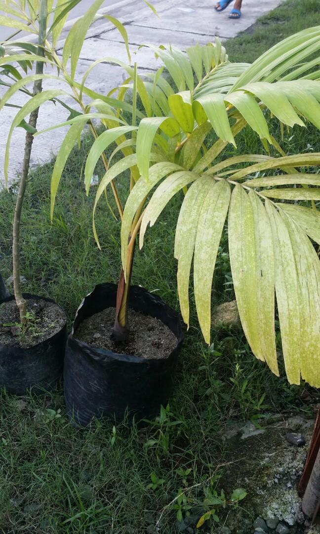 Golden becha, Furniture & Home Living, Gardening, Plants & Seeds on ...