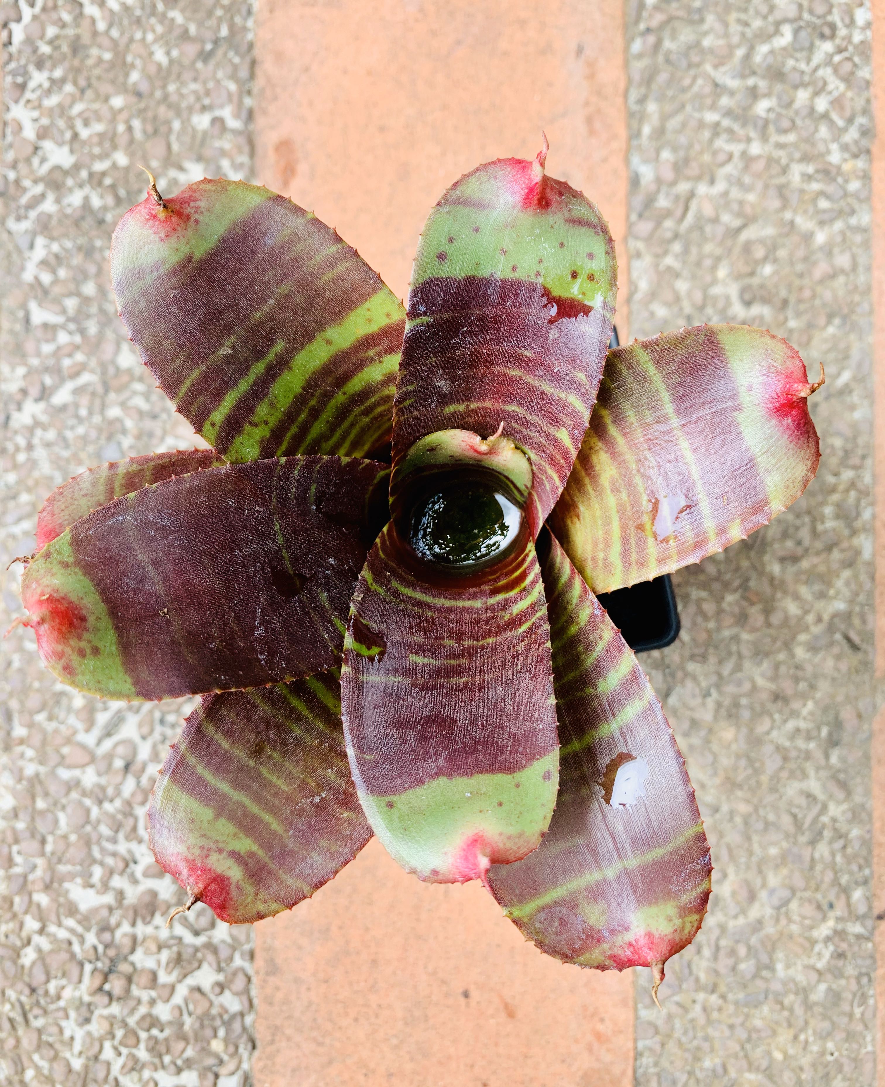 Neoregelia 'Hannibal Lecter' X 'Fosters Pink Tips', bromeliads ...