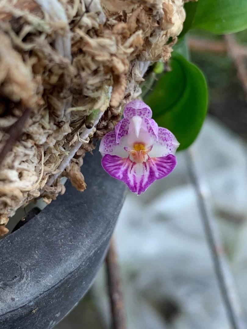 Phal appendiculata, Furniture & Home Living, Gardening, Plants & Seeds ...