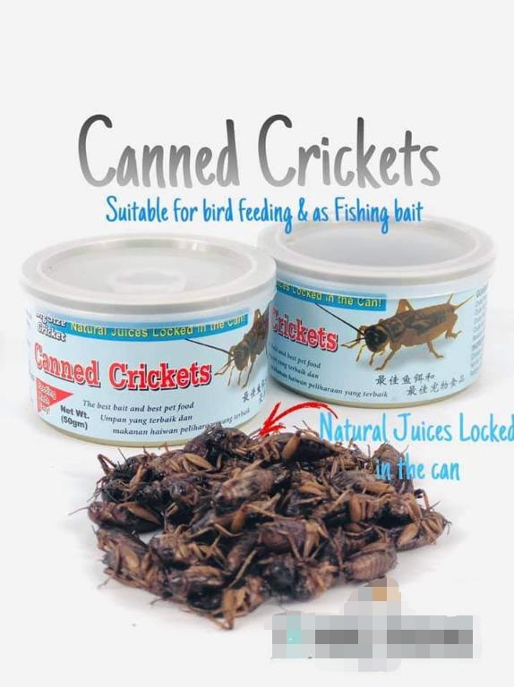 Canned Cricket Farm Raised for Aquarium Fish Lizard Snake Bird Frog ...